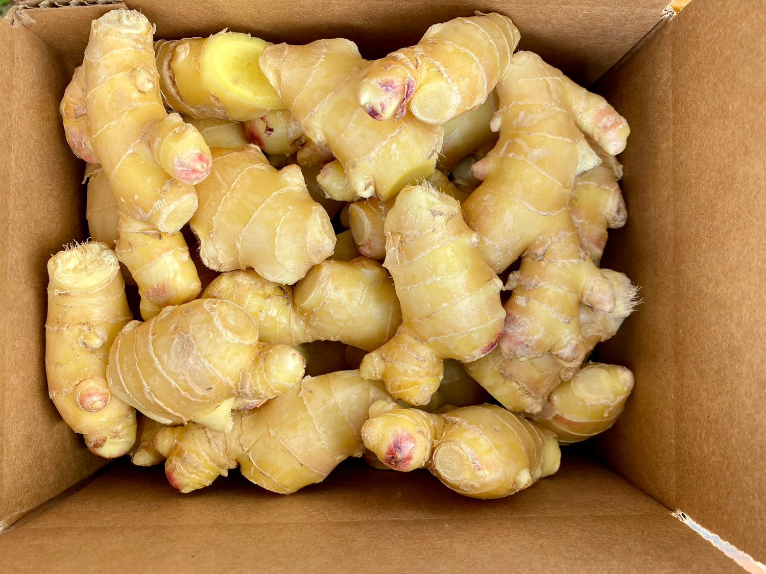 Organic Ginger Root 1 lb – Kauai Organic Farms